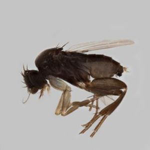 The Biodiversity of Singapore- Phoridae sp. ZRC_BDP0135860