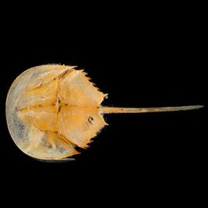 The Biodiversity of Singapore- Limulidae sp.