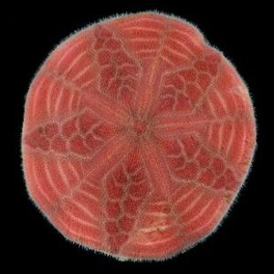 The Biodiversity of Singapore- Clypeasteroida sp. 4