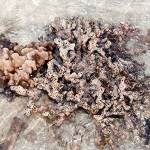 The Biodiversity of Singapore- Hyattella tubaria