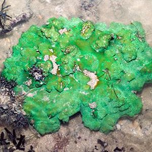 The Biodiversity of Singapore- Psammocora sp.