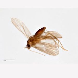 The Biodiversity of Singapore- Ecnomidae sp. ZRCBDP0026285/ ZRCBDP0024596