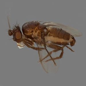 The Biodiversity of Singapore- Sphaeroceridae sp. ZRC_BDP0090267