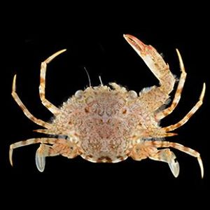 The Biodiversity of Singapore- Portunus sp. SS-4432