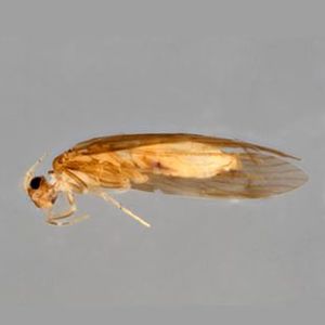 The Biodiversity of Singapore- Hydroptilidae sp. ZRCBDP0026284 ...