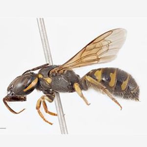 The Biodiversity of Singapore- Ceratina (Ceratinidia) cognata