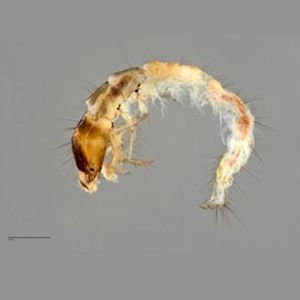 The Biodiversity of Singapore- Ecnomidae sp. ZRCBDP0024348