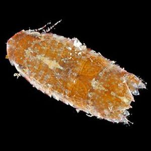 The Biodiversity of Singapore- Sphaeromatidae sp. 11