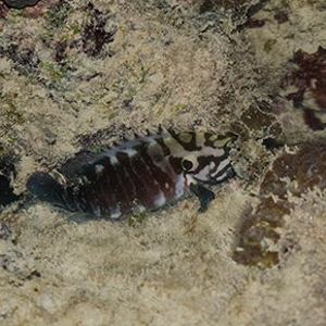 The Biodiversity of Singapore- Actinopterygii sp. 10