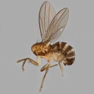 The Biodiversity of Singapore- Acalyptratae sp. ZRC_BDP0137577