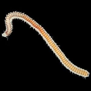 The Biodiversity of Singapore- Phyllodocidae sp. SEA-7308