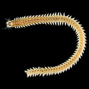 The Biodiversity of Singapore- Nereididae sp. INT-0585