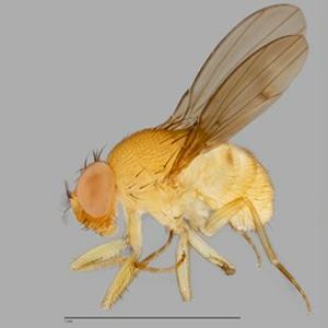 The Biodiversity of Singapore- Drosophila s.str.(nasuta subgroup) sp ...