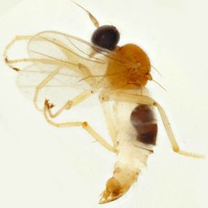 The Biodiversity of Singapore- Elaphropeza pallida