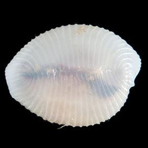 The Biodiversity of Singapore- Triviidae sp.