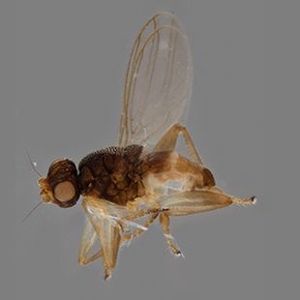 The Biodiversity of Singapore- Sphaeroceridae sp. ZRC_MIS00006681