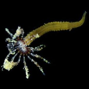 The Biodiversity of Singapore- Sabellidae sp. SA11-004