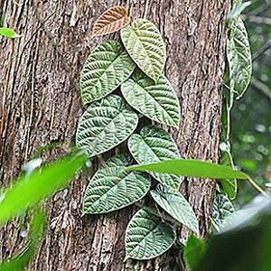 The Biodiversity of Singapore- Ficus villosa