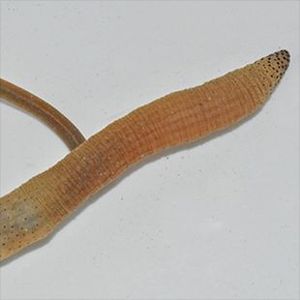 The Biodiversity of Singapore- Peanut worm sp. 25