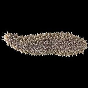 The Biodiversity of Singapore- Holothuria (Metriatyla) martensi