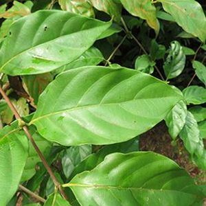 The Biodiversity of Singapore- Uncaria gambir