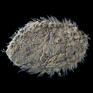 The Biodiversity of Singapore- Aphroditidae sp. 5818DR1-001