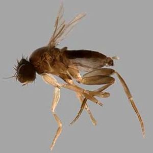 The Biodiversity of Singapore- Phoridae sp. ZRC_BDP0032002/ZRC_BDP0033348