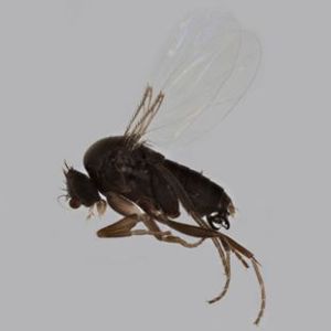The Biodiversity of Singapore- Phoridae sp. ZRC_BDP0135941