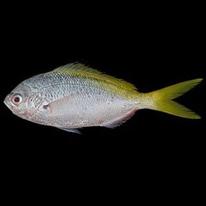 The Biodiversity of Singapore- Caesio sp. SS-3530