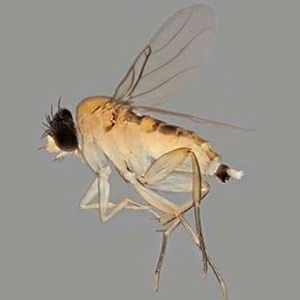 The Biodiversity of Singapore- Megaselia sp. ZRC_BDP0033141