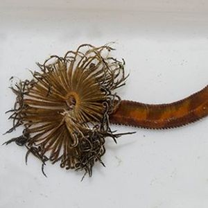 The Biodiversity of Singapore- Sabellidae sp. JS-0515