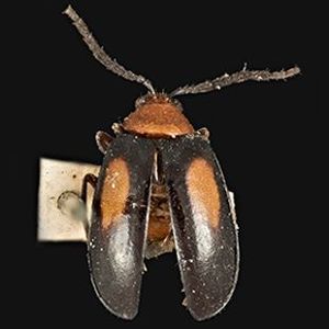 The Biodiversity of Singapore- Arcastes biplagiata