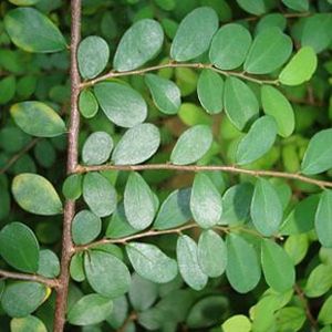 The Biodiversity of Singapore- Phyllanthus cochinchinensis