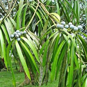 The Biodiversity of Singapore- Podocarpus rumphii