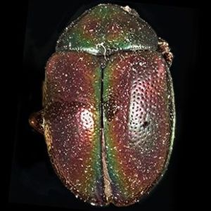 The Biodiversity of Singapore- Colaspoides elegans