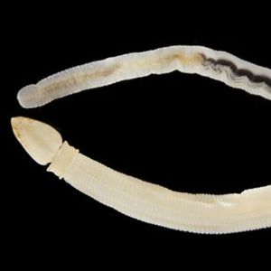 The Biodiversity of Singapore- Acorn worm sp. 1