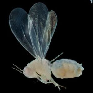 The Biodiversity of Singapore- Hemiptera sp. ZRC_BDP0169487