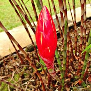 The Biodiversity of Singapore- Costus stenophyllus