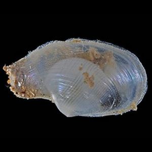 The Biodiversity of Singapore- Laternula sp. 1