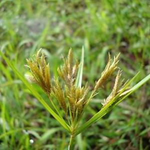 The Biodiversity of Singapore- Cyperus iria
