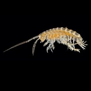 The Biodiversity of Singapore- Amphipoda sp. 15