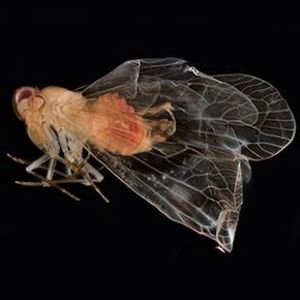 The Biodiversity of Singapore- Hemiptera sp. ZRC_BDP0143562