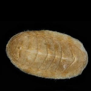 The Biodiversity of Singapore- Polyplacophora sp. 12