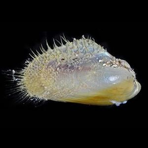 The Biodiversity of Singapore- Modiolus cf. metcalfei