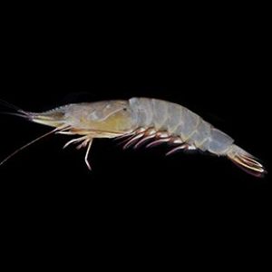 The Biodiversity of Singapore- Parapenaeopsis hardwickii