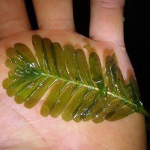 The Biodiversity of Singapore- Halophila spinulosa