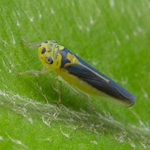 The Biodiversity of Singapore- Kolla atramentaria