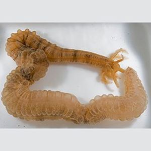 The Biodiversity of Singapore- Synaptidae sp. INT-1381