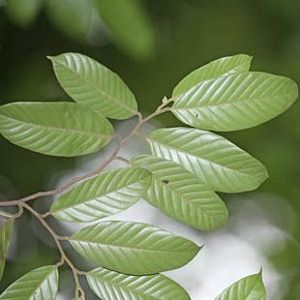 The Biodiversity of Singapore- Shorea platycarpa