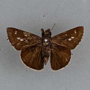 The Biodiversity of Singapore- Halpe homolea?